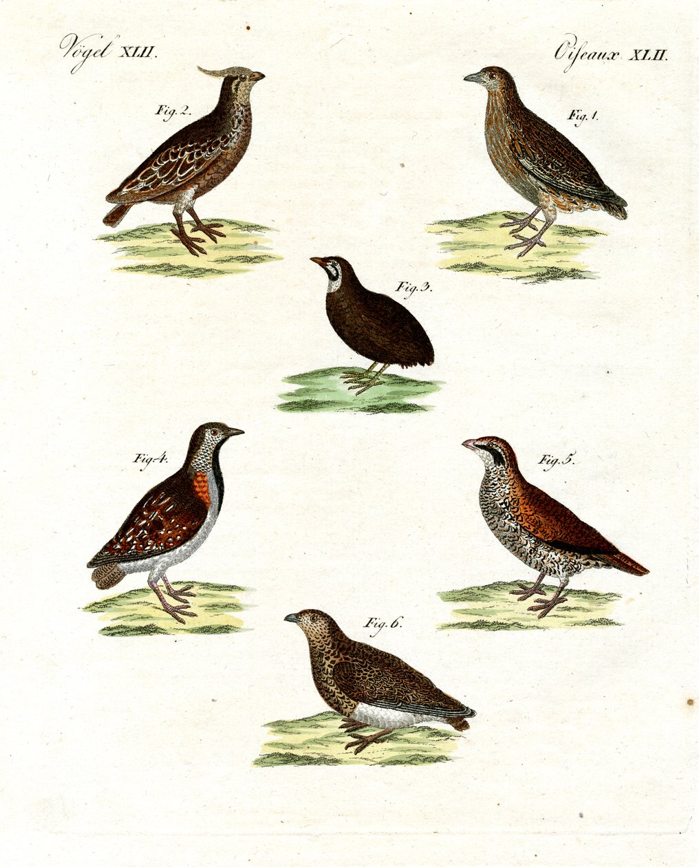 Different kinds of quails by German School: Fine art print