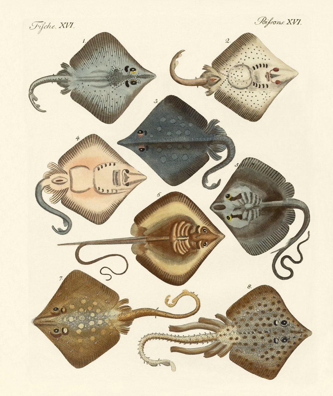 Different Kinds of Rays by German School: Fine art print