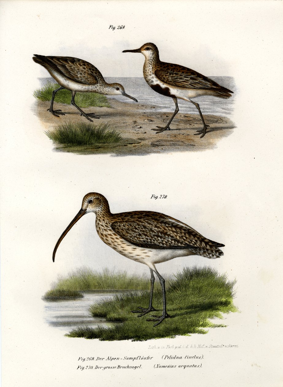 Dunlin by German School: Highest-quality art reproduction