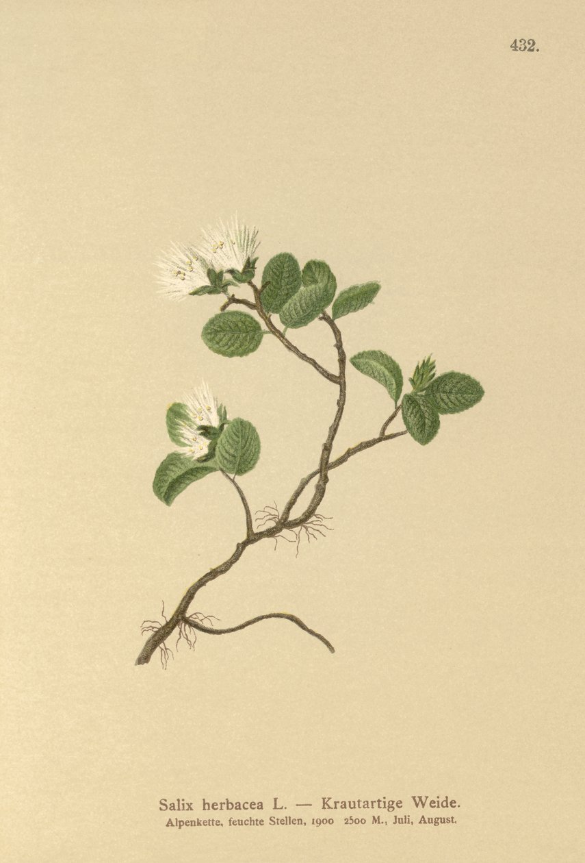 Dwarf Willow by German School: Buy fine art print