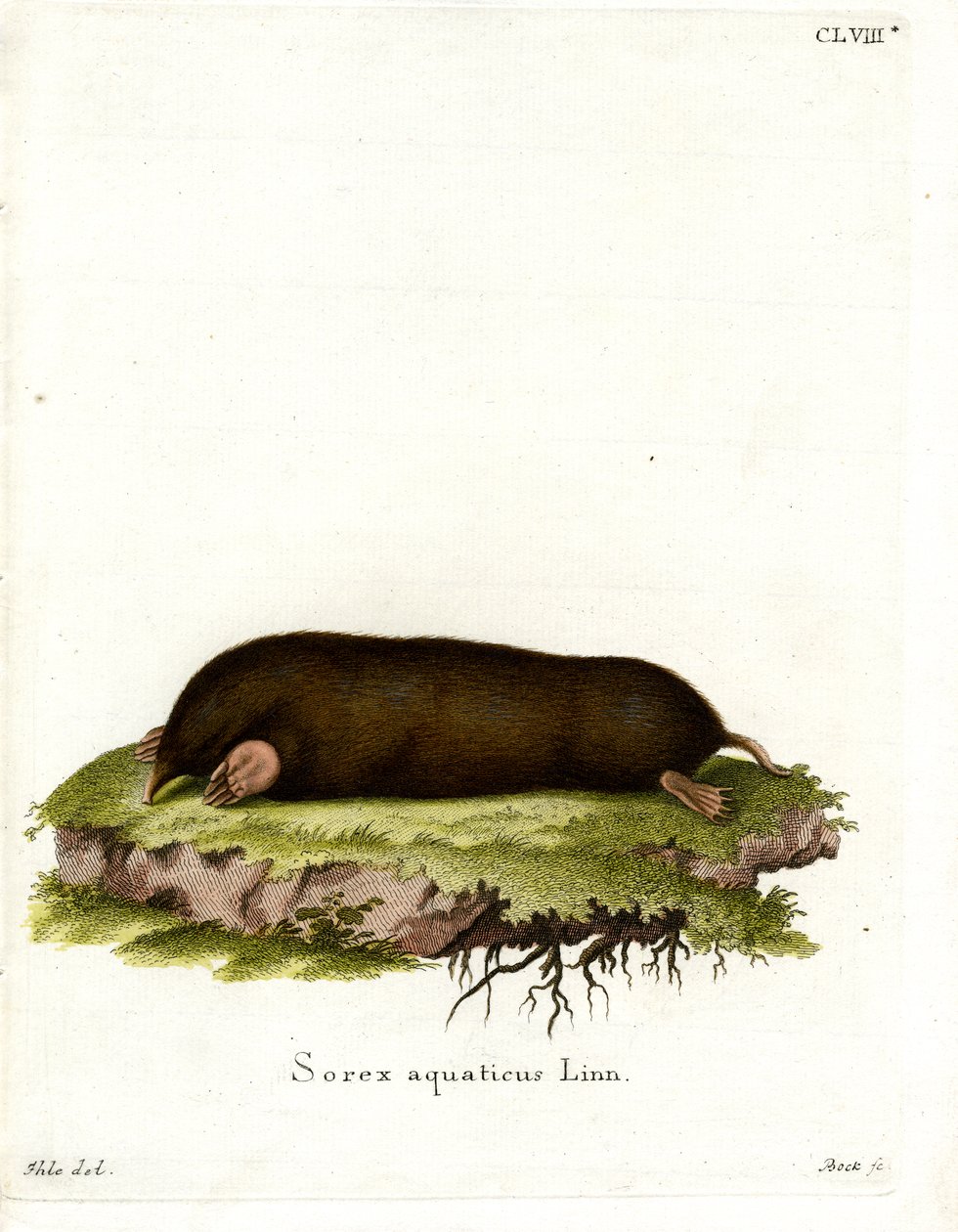 Eastern Mole by German School: Buy fine art print