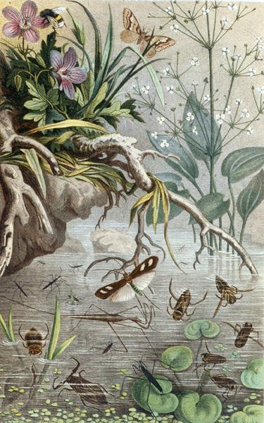 German Water Bugs and Water Striders, plate from 'Brehms Tierleben ...