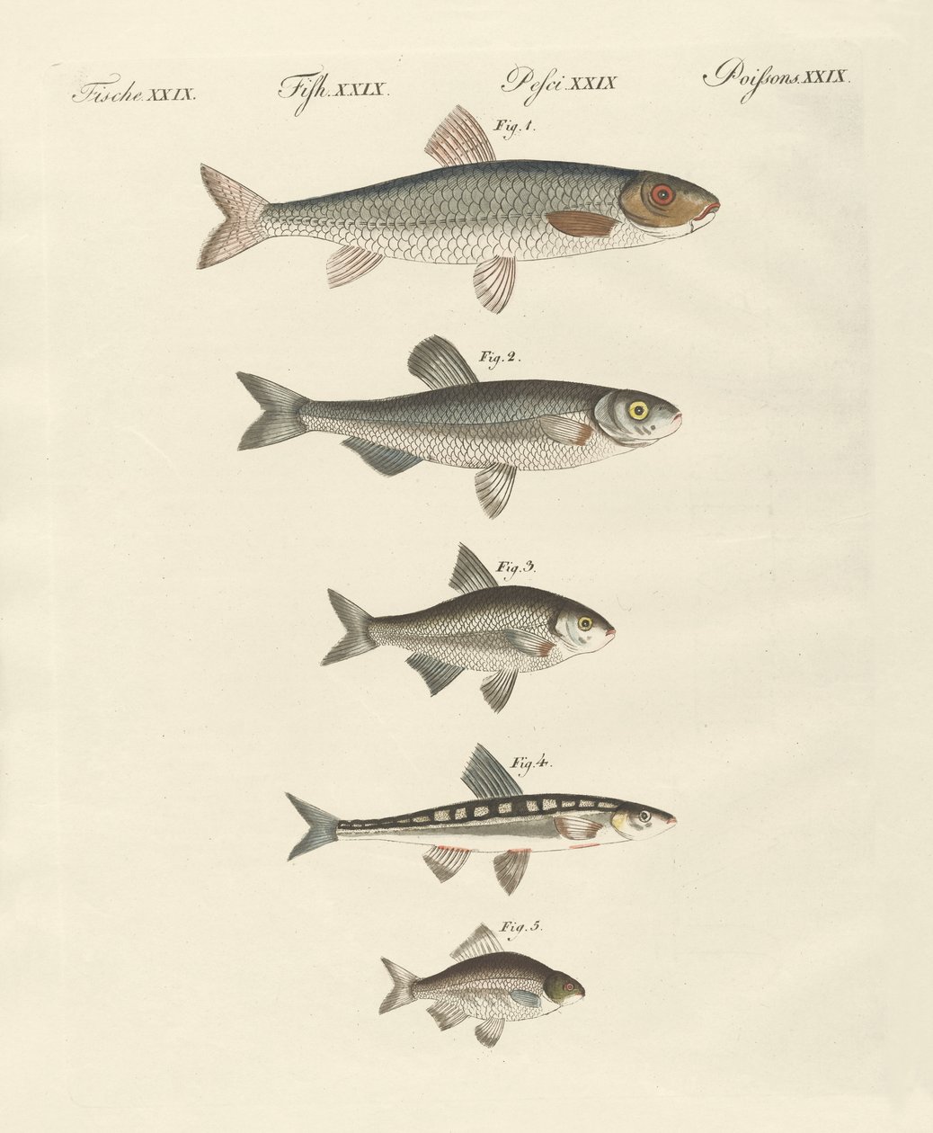 German river fish by German School: Buy fine art print