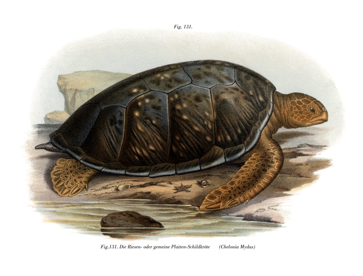 Green Turtle by German School: Buy fine art print