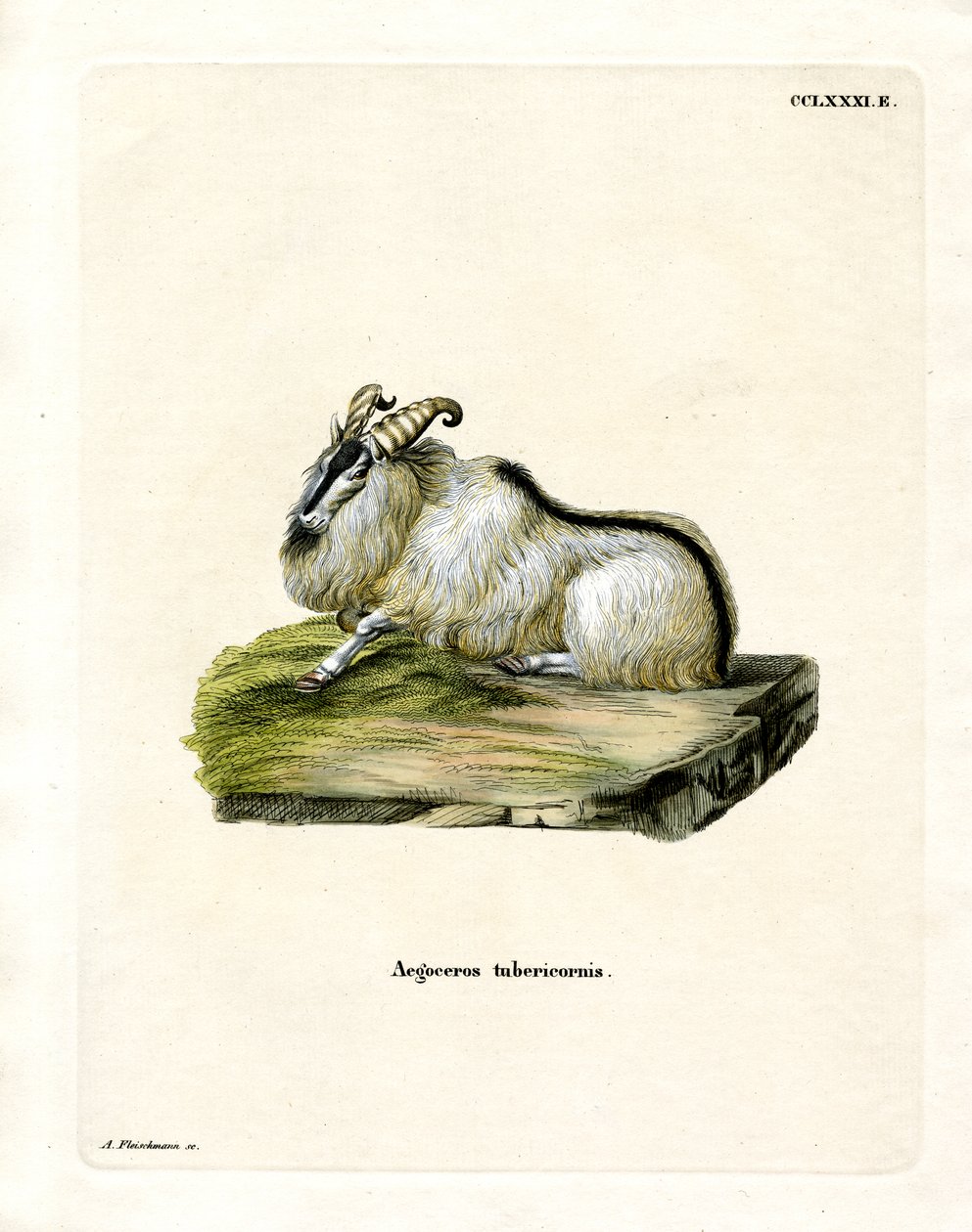 Himalayan Thar by German School: Buy fine art print