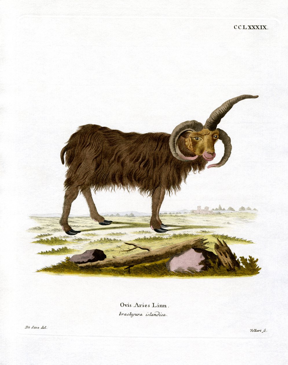 Jacob Sheep by German School: Buy fine art print