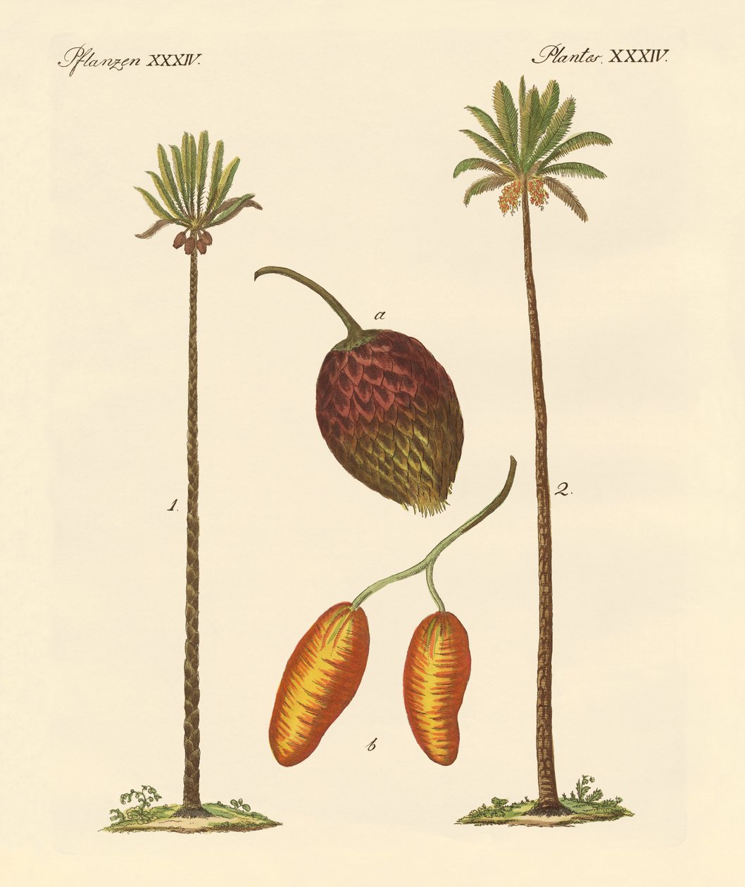 Kinds of Palms by German School: Buy fine art print