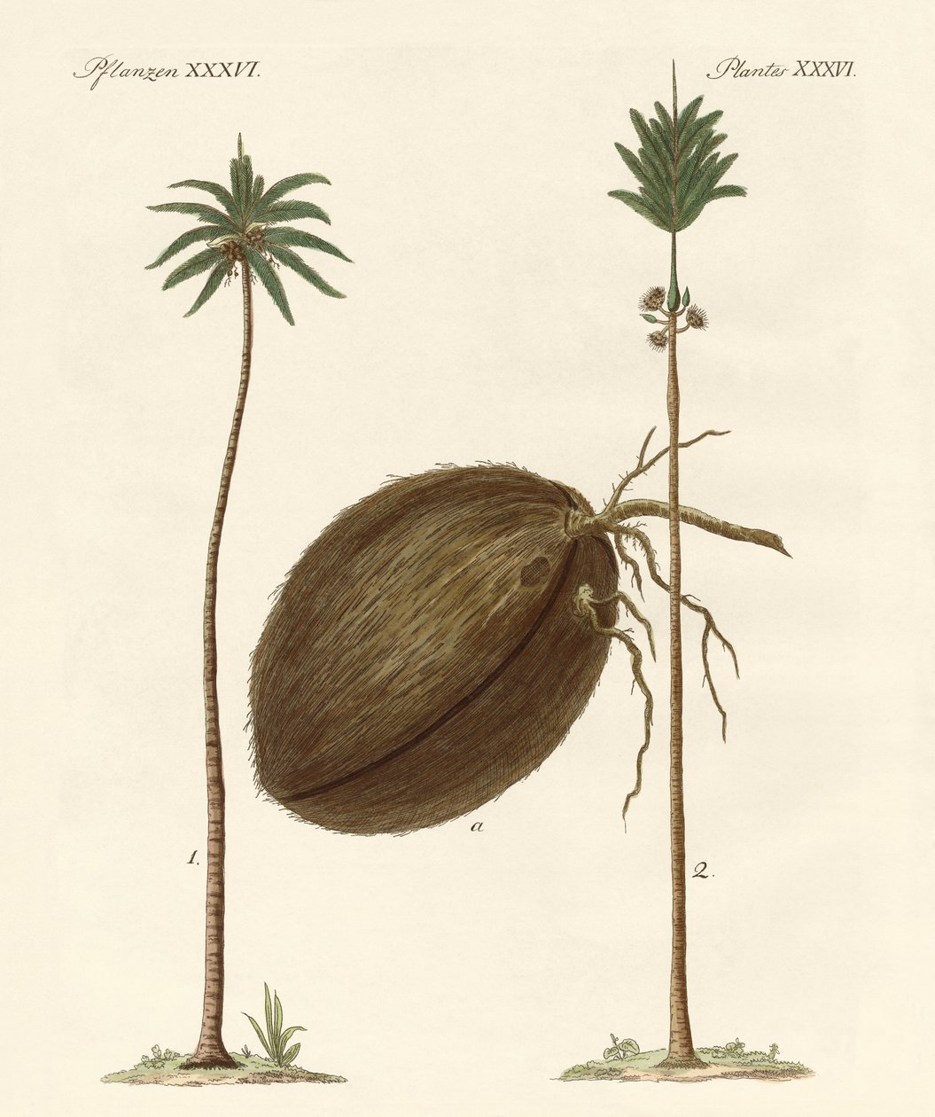 Kinds of Palms by German School: Buy fine art print
