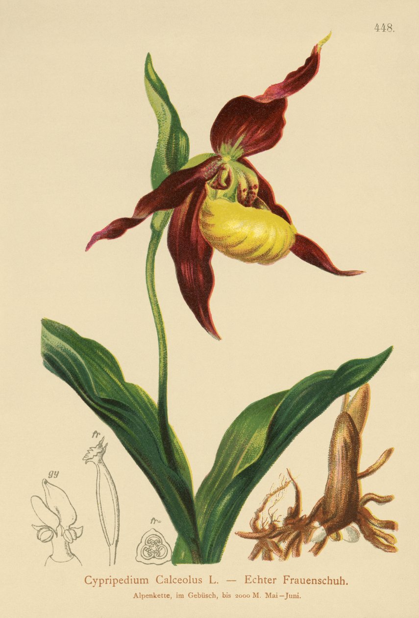 Ladys Slipper by German School: Buy fine art print