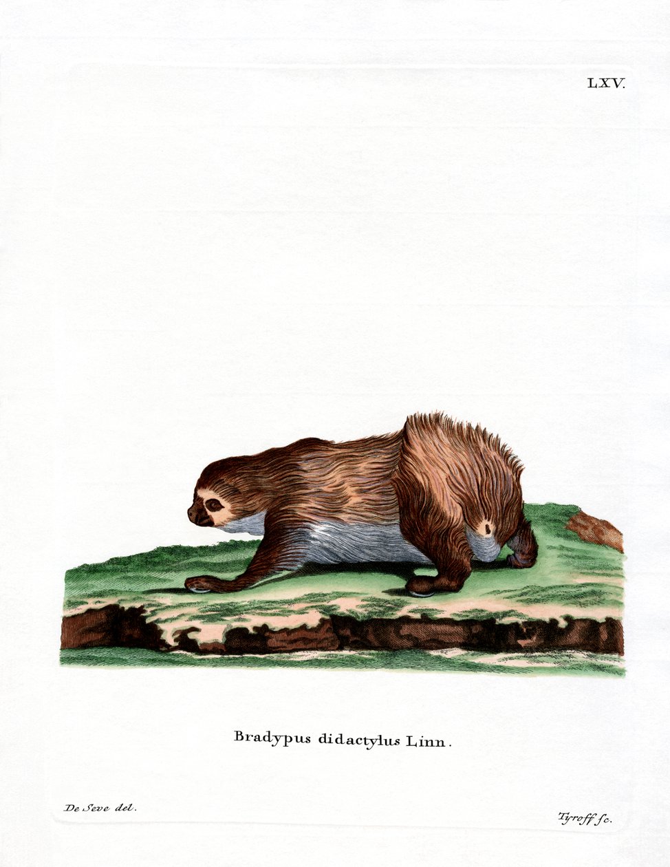 Linnaeus's Two-toed Sloth by German School: Fine art print