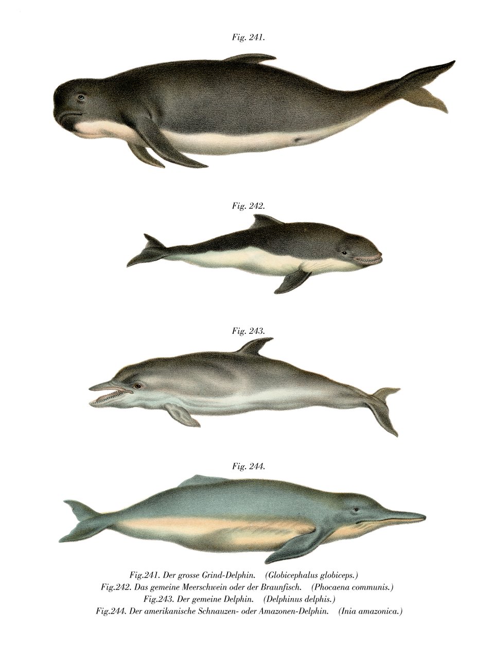 Long-Finned Pilot Whale by German School: Fine art print
