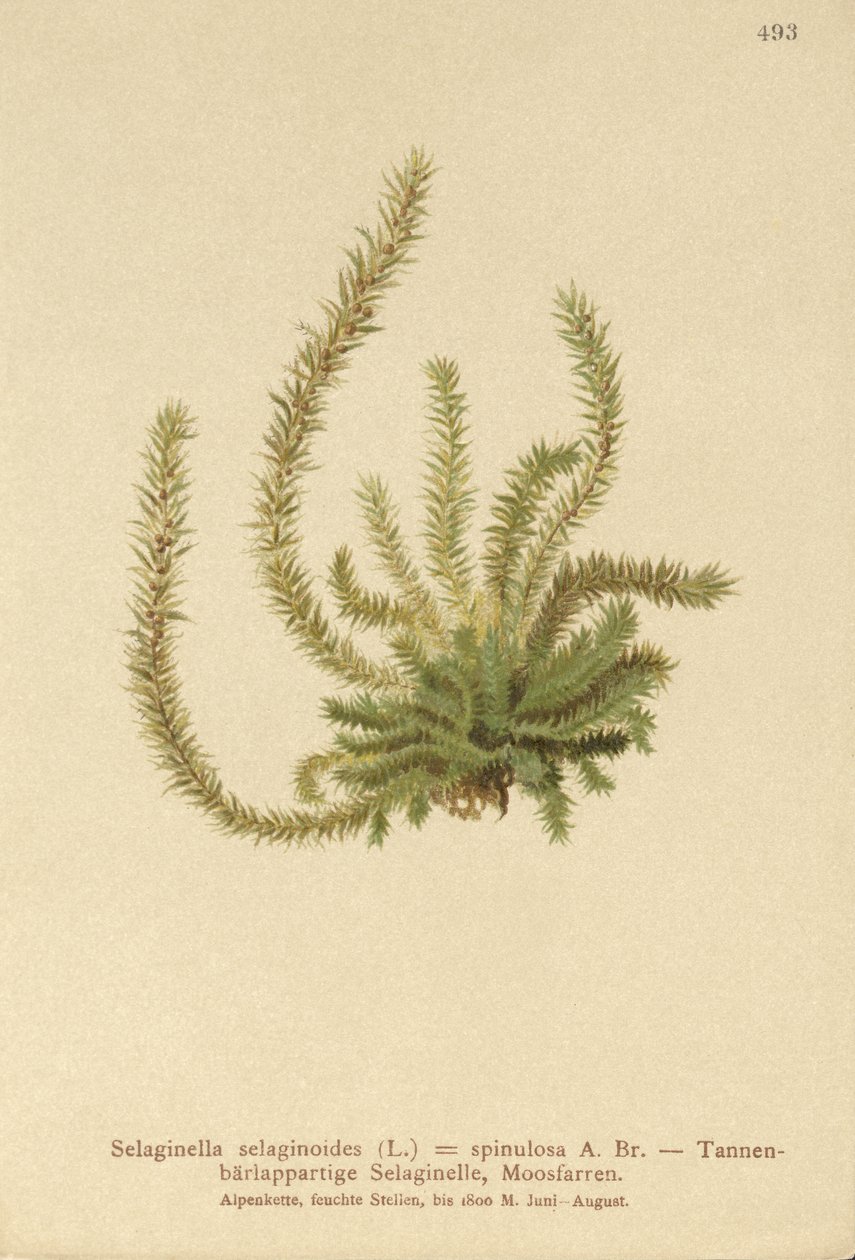 Northern Spikemoss by German School: Buy fine art print