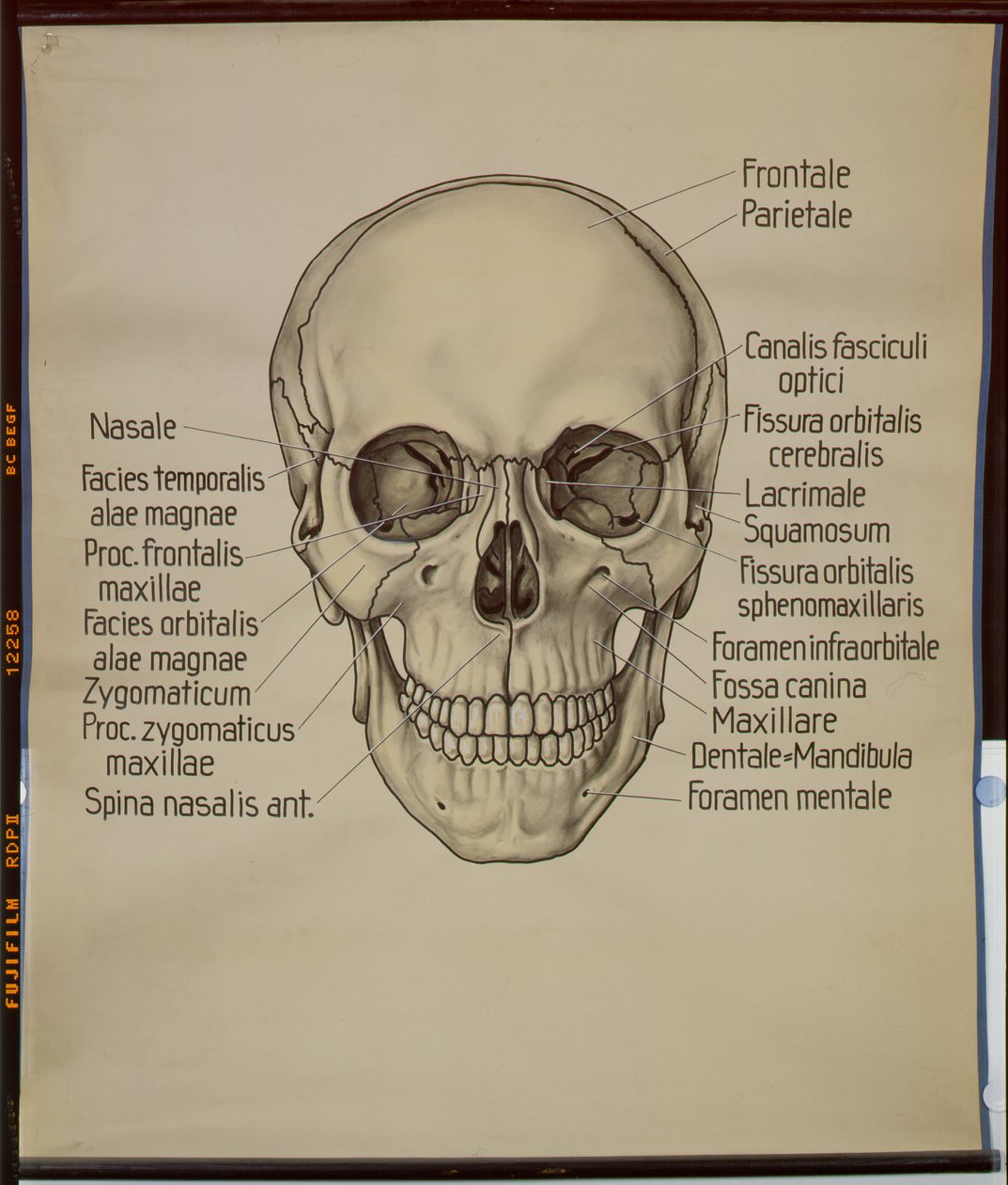 Poster of a human skull by German School: Fine art print