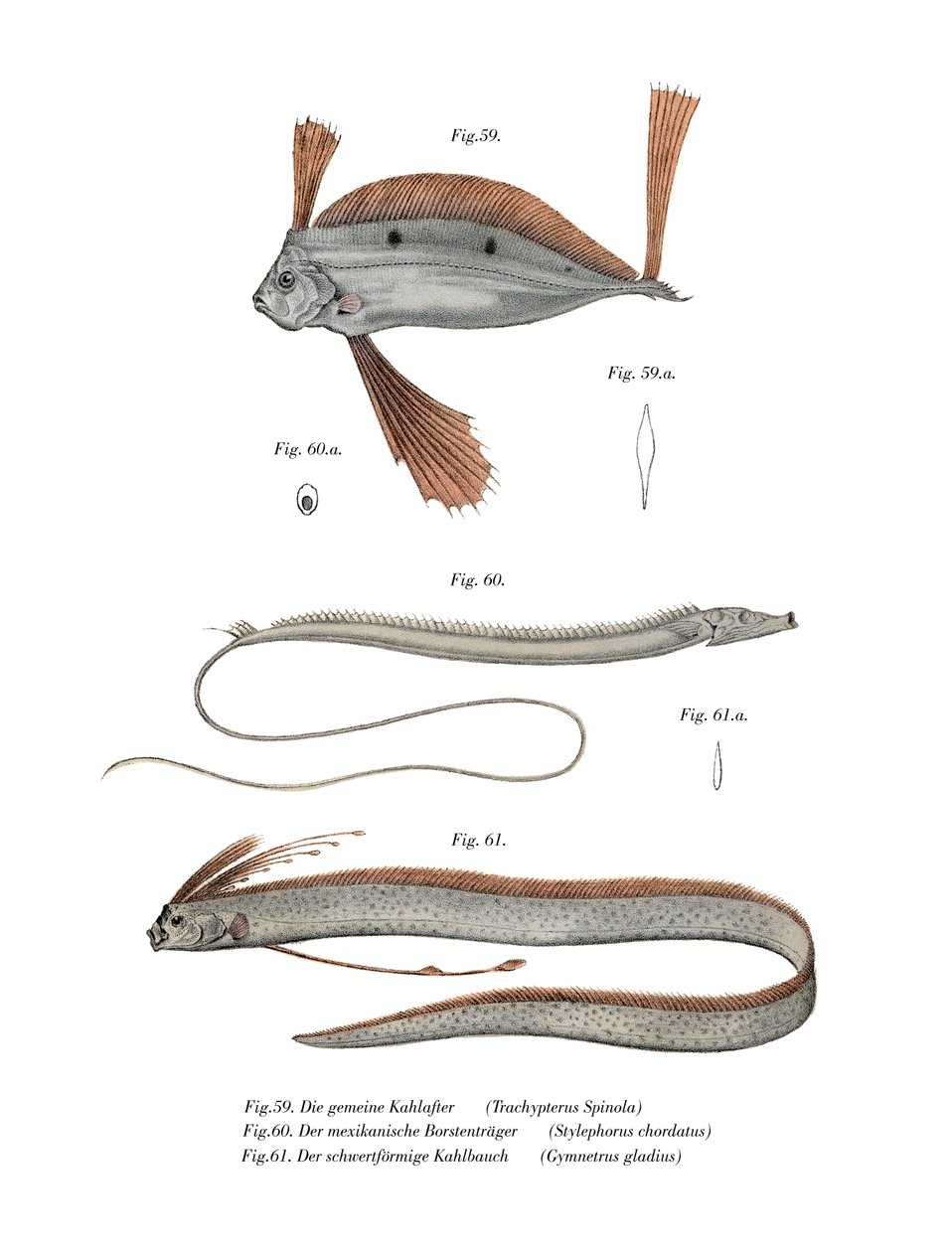 Ribbon Fish by German School: Buy fine art print