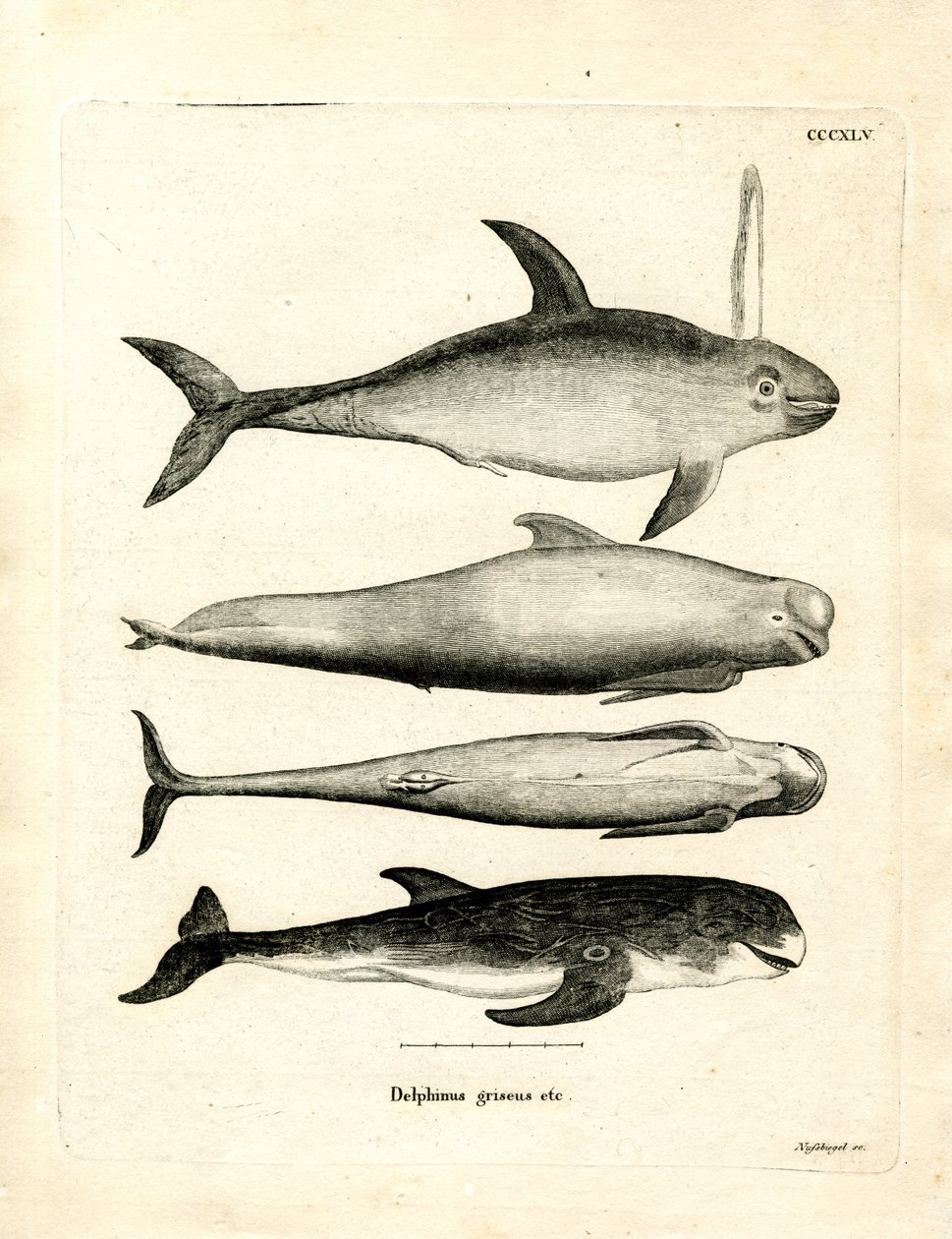 Species of Dolphins by German School: Buy fine art print