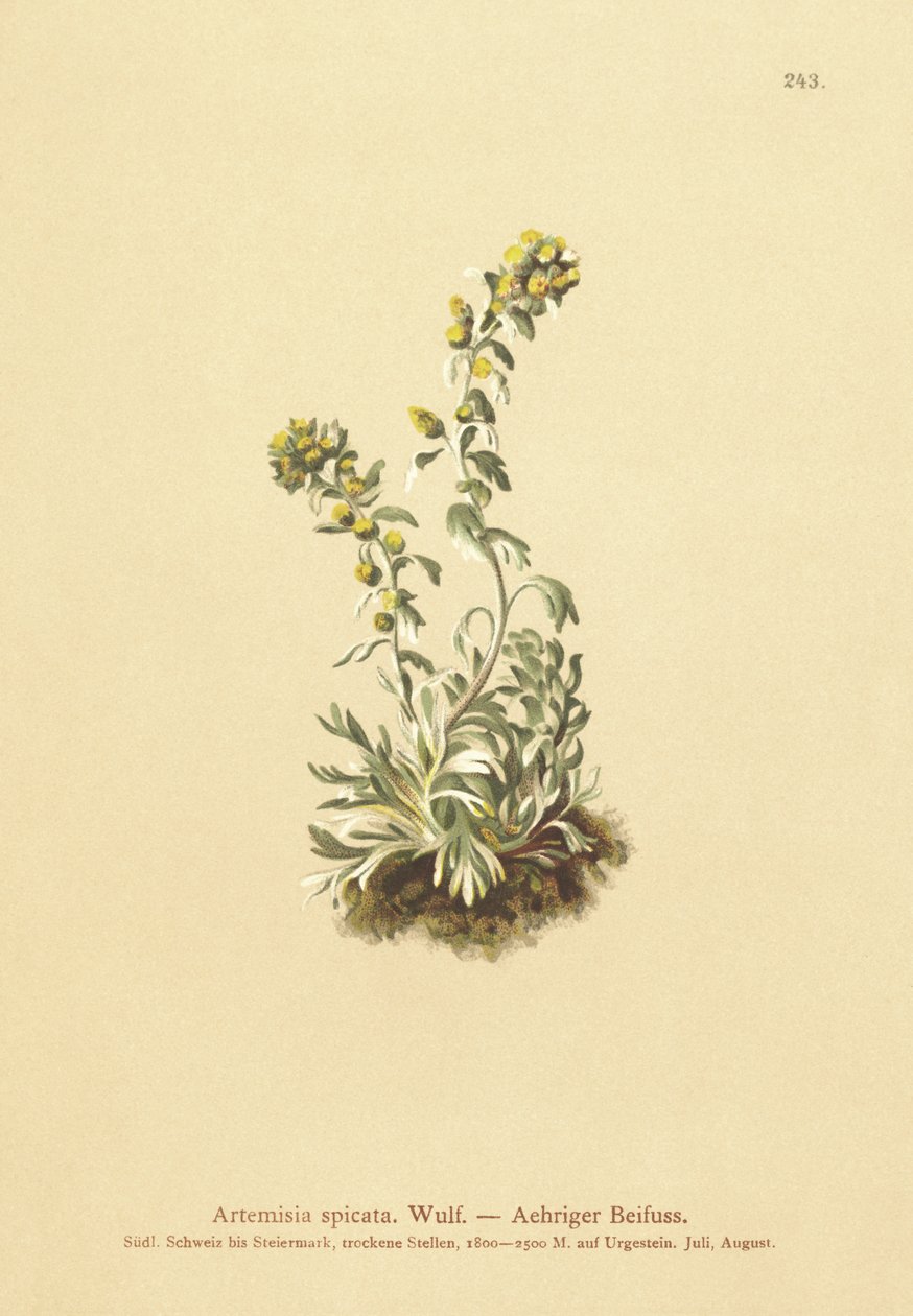 Spiked Wormwood by German School: Buy fine art print