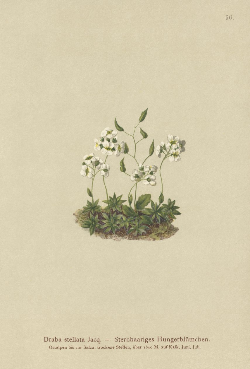 Stellated Whitlow-grass by German School: Fine art print