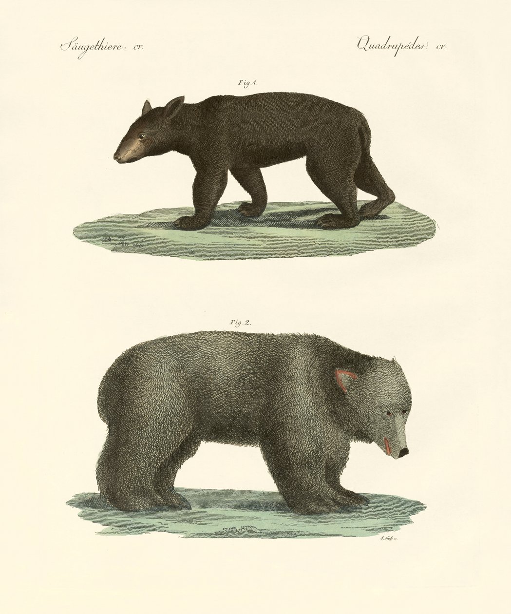 Strange Bears by German School: Buy fine art print
