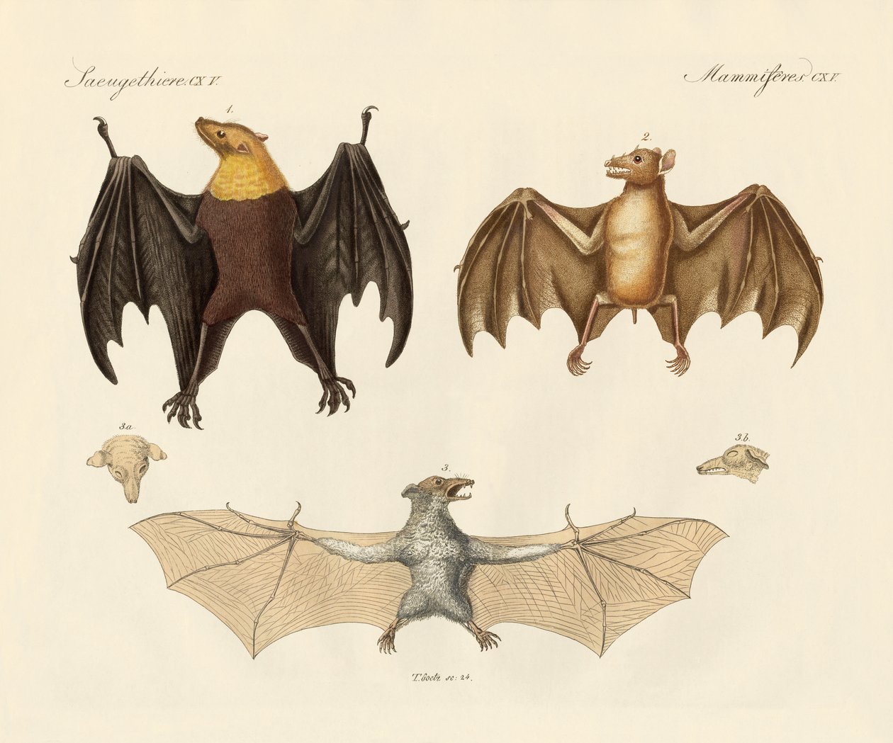 Strange flap animals by German School: Buy fine art print