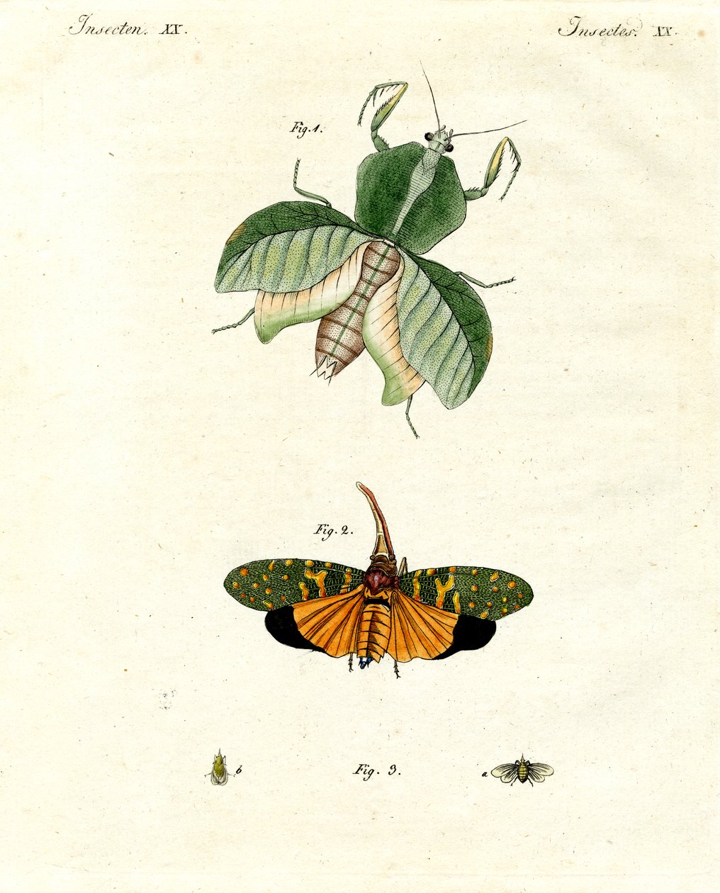 Strange Insects by German School: Buy fine art print