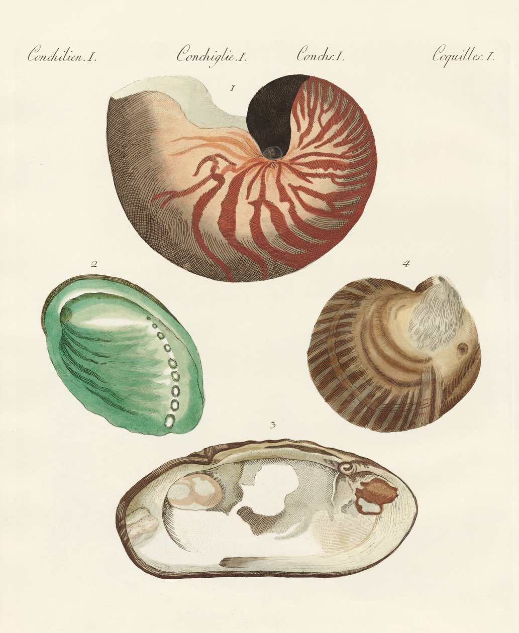 Strange snails and clams by German School: Fine art print