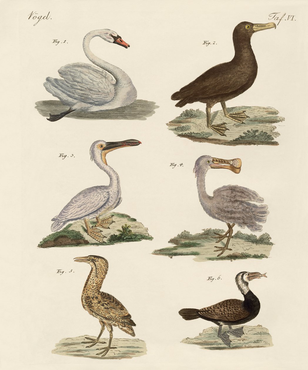 Strange water birds by German School: Buy fine art print