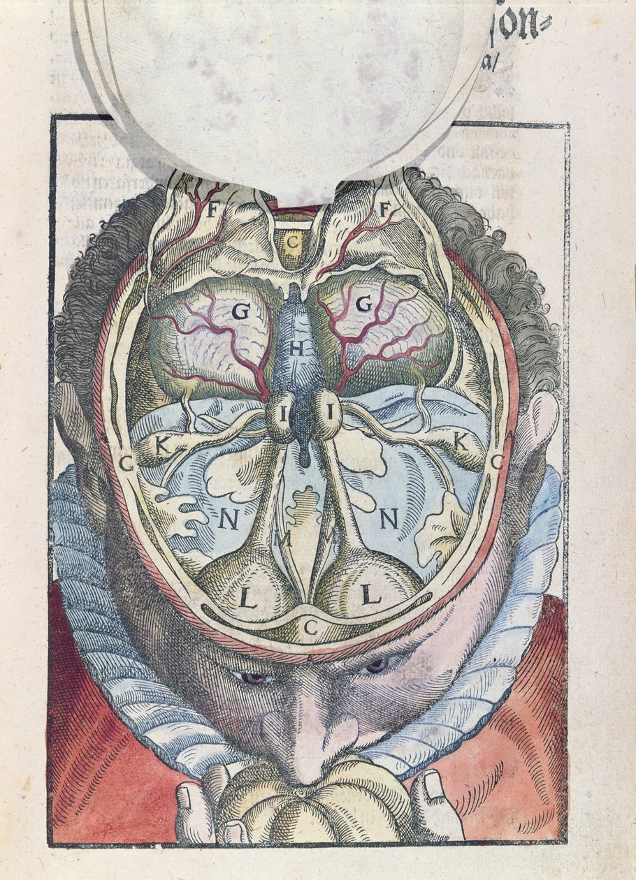 The Brain, from Ophthalmodouleia by Georg Bartisch