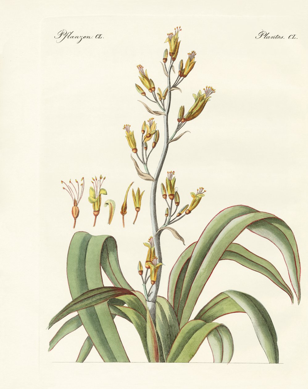 The New Zealand Flax by German School: Buy fine art print