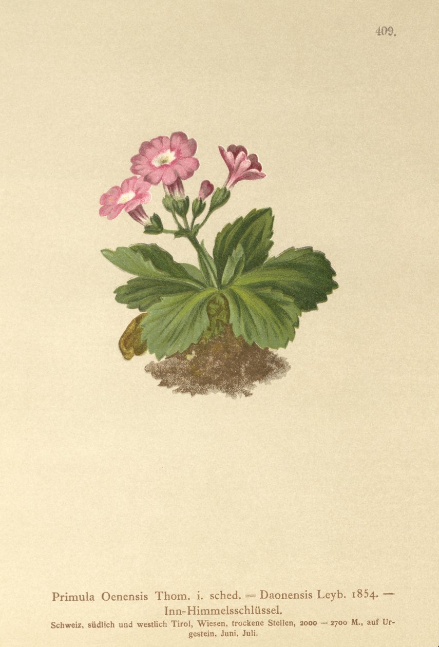 Val-Daone Primrose by German School: Buy fine art print