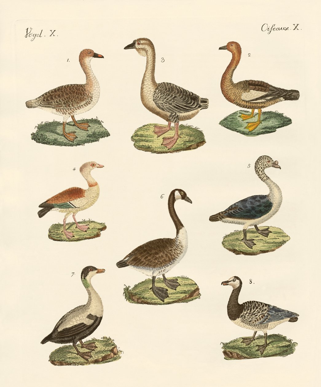 Various kinds of geese by German School: Fine art print