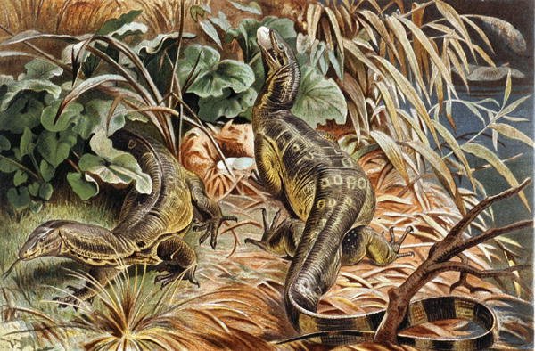Water Monitor Lizard, plate from 'Brehms Tierleben: Allgemeine Kunde ...