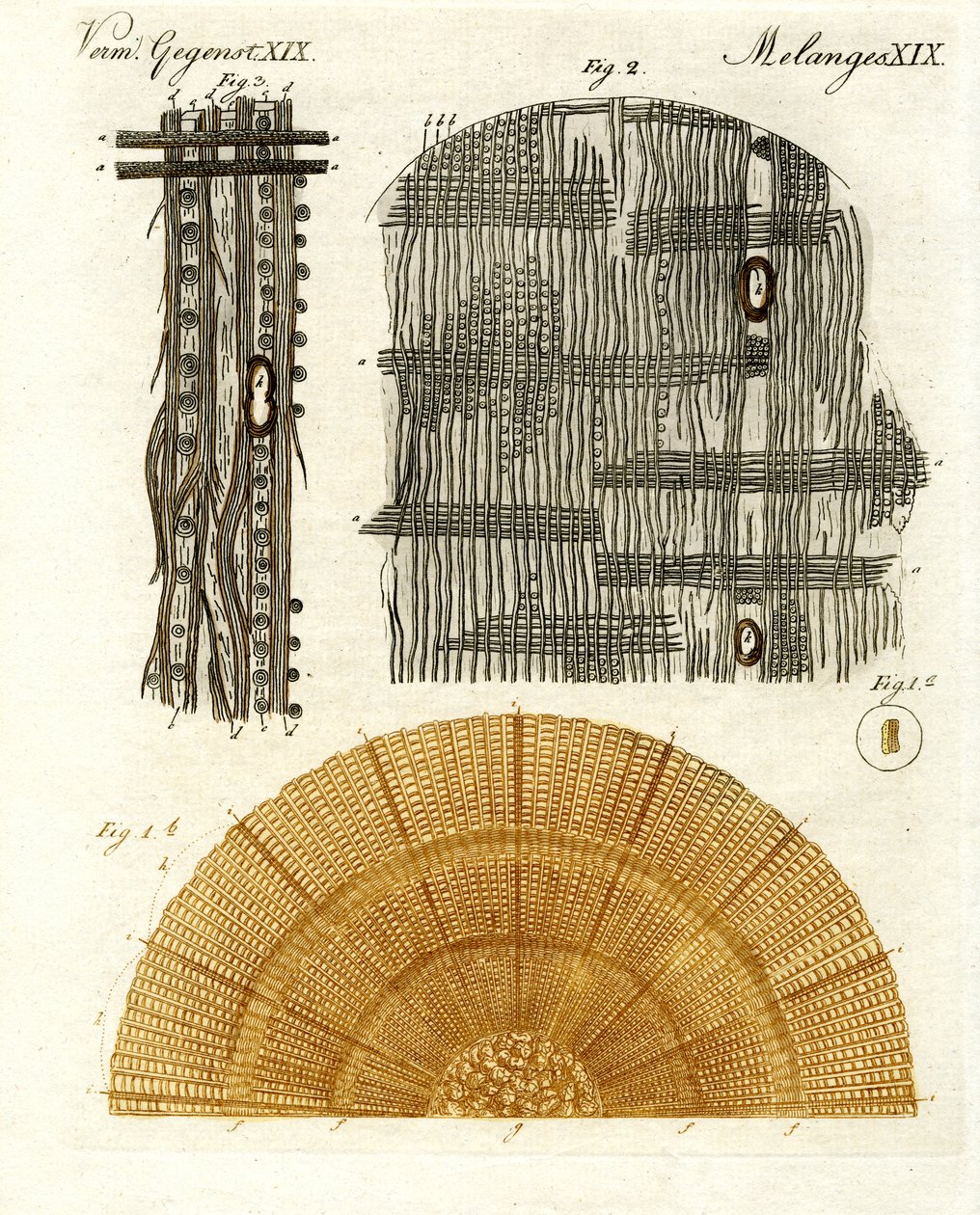 Wood Anatomy by German School: Buy fine art print
