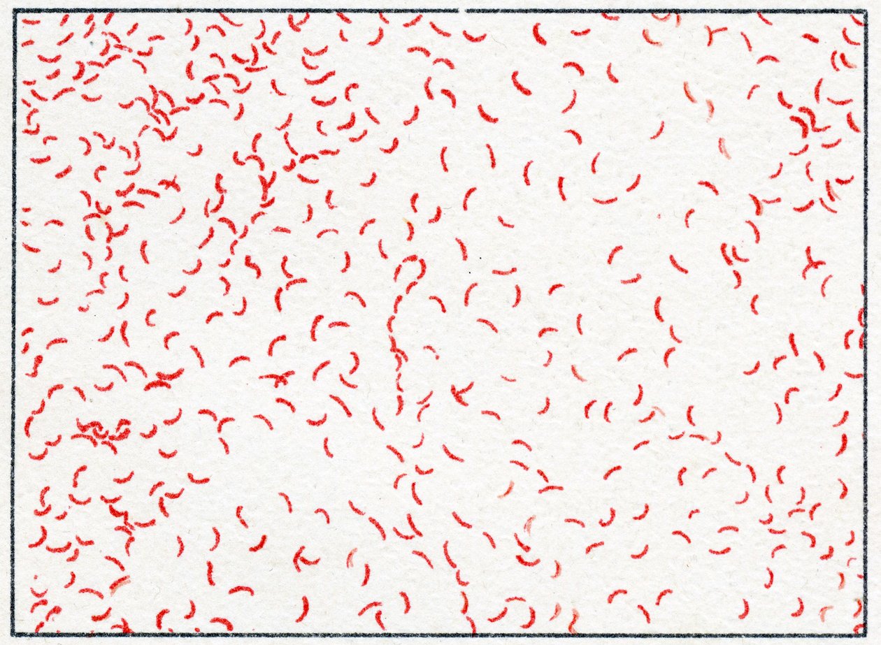 Bacterium Vibrio cholerae by German School: Fine art print