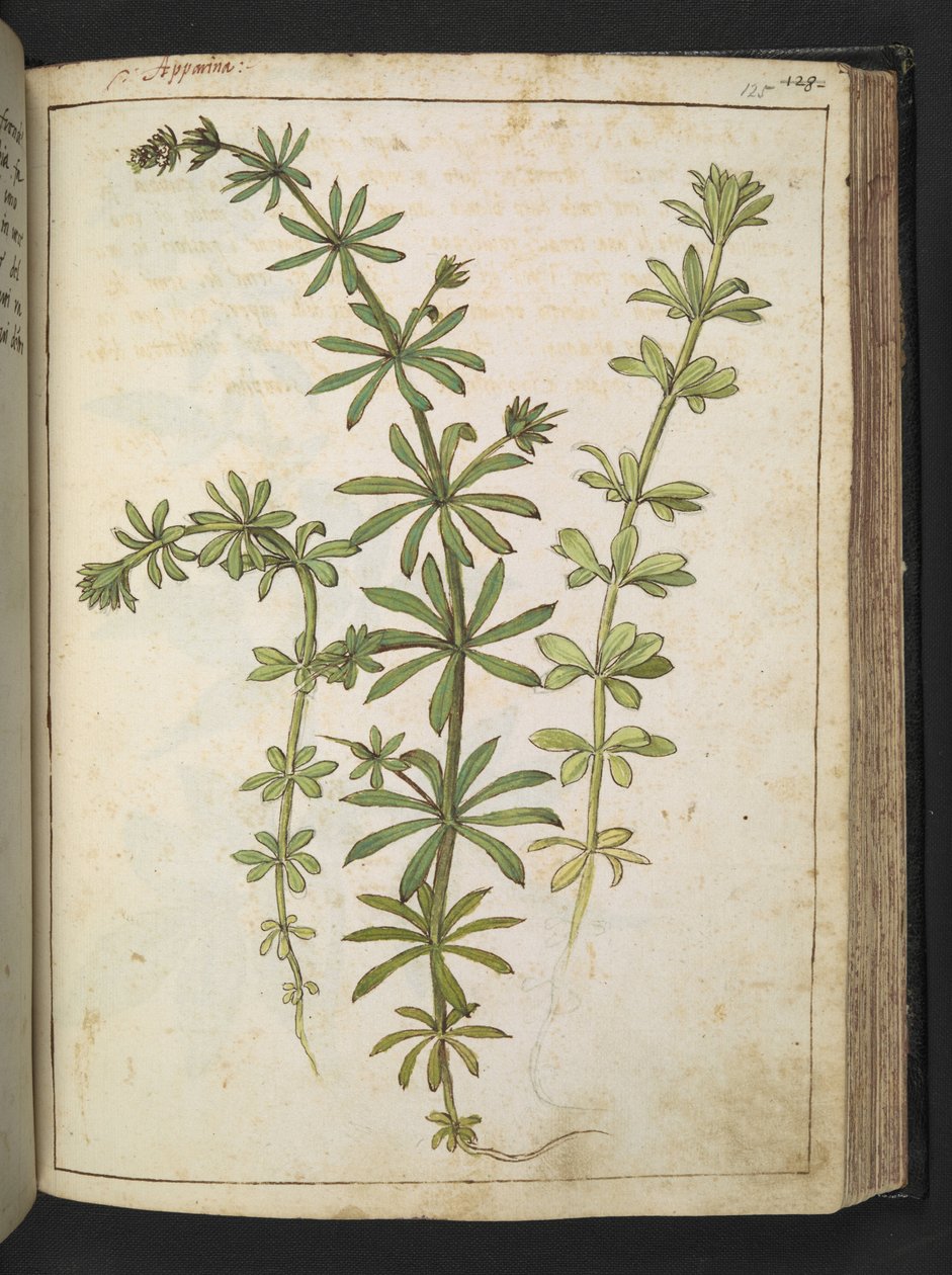 A plant with green leaves, from 'Paintings of Flora of the Roman States ...