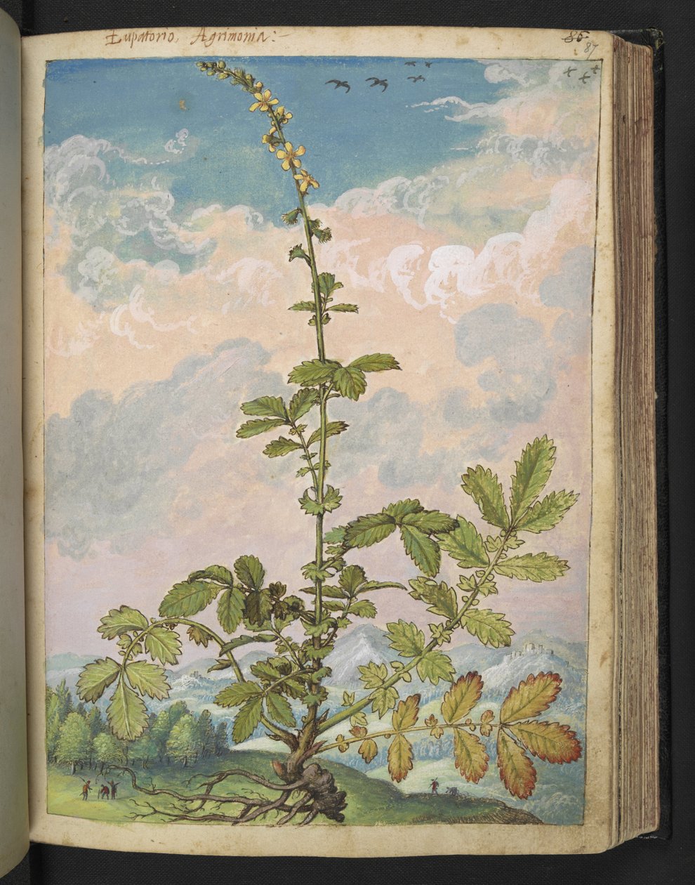 Agrimonia eupatoria, from Paintings of Flora of the Roman States by ...