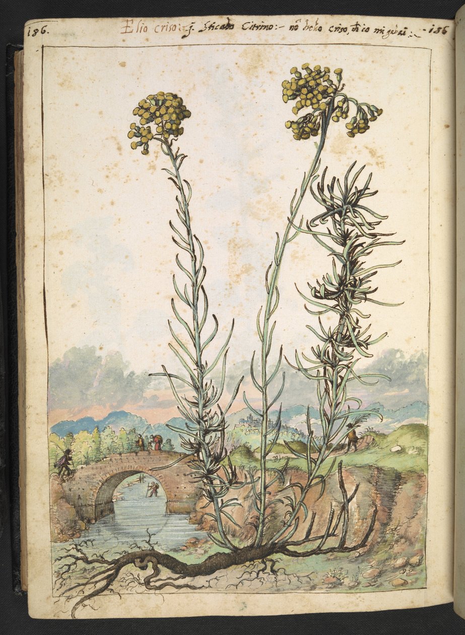 Helichrysum italicum: a plant with yellow buds, from 'Paintings of ...