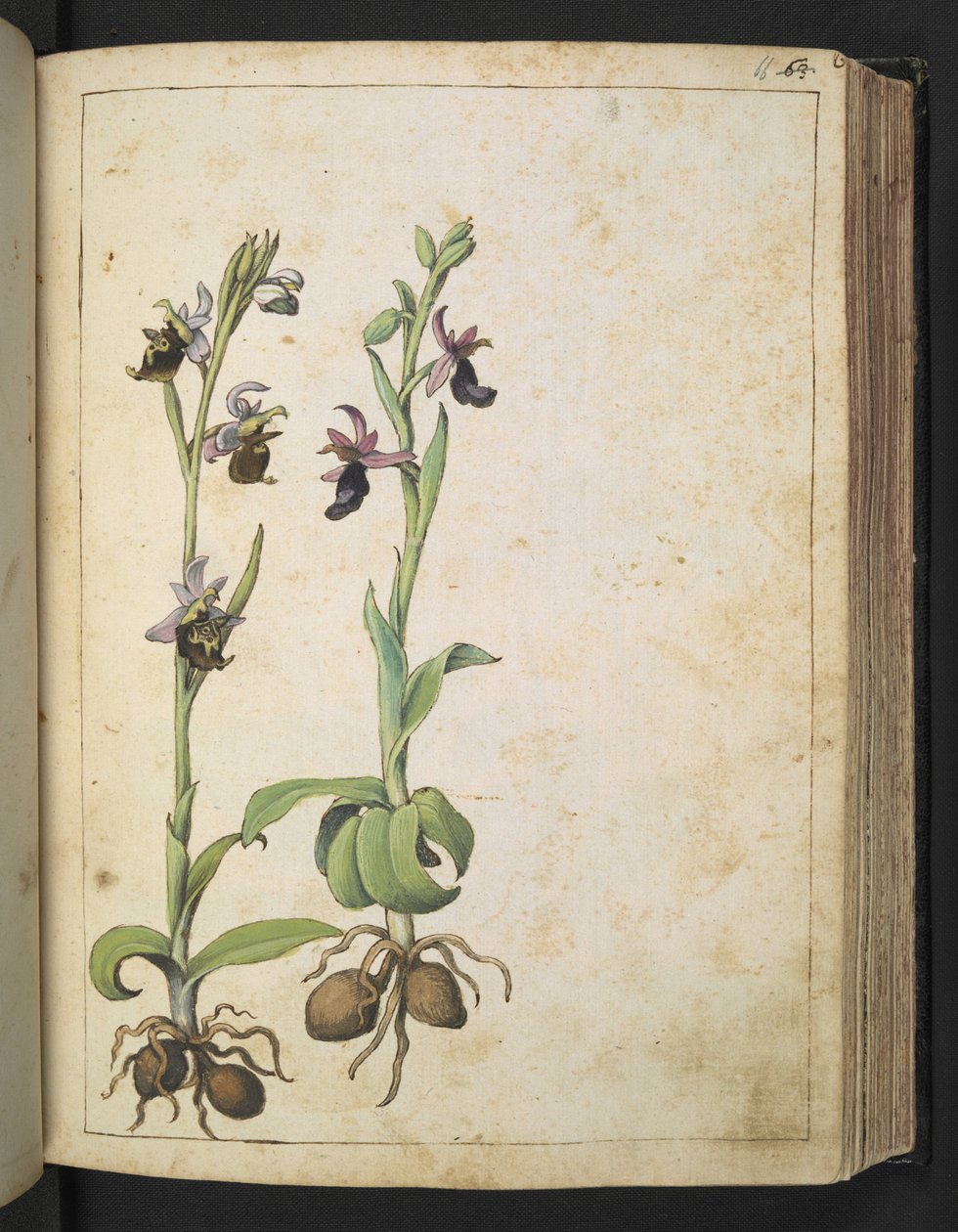 Orchis: A plant with white and pink flowers, from 'Paintings of Flora ...