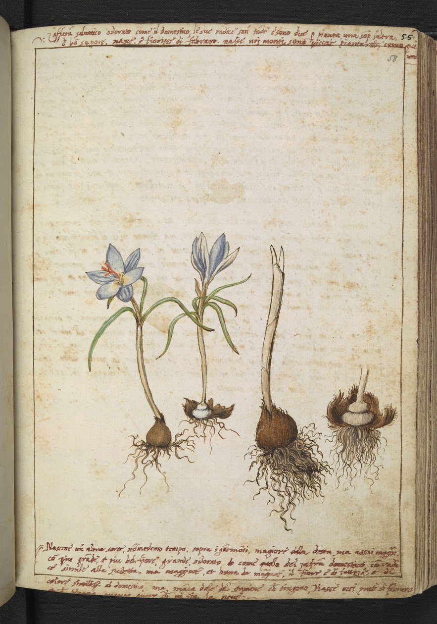 Plants between blue flowers, from 'Paintings of Flora of the Roman ...
