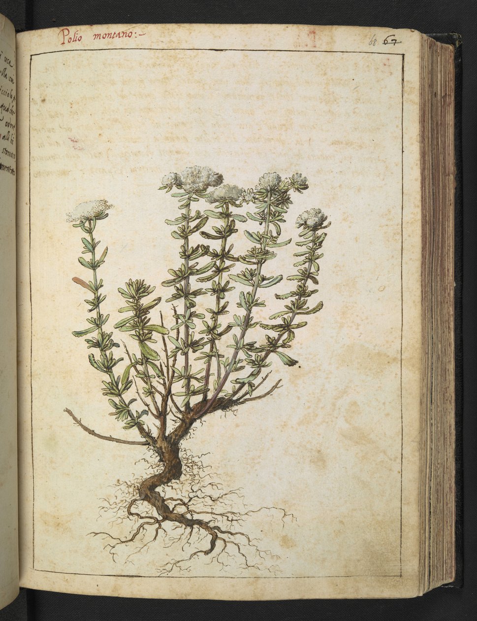 Teucrium montanum, from 'Paintings of Flora of the Roman States' by ...