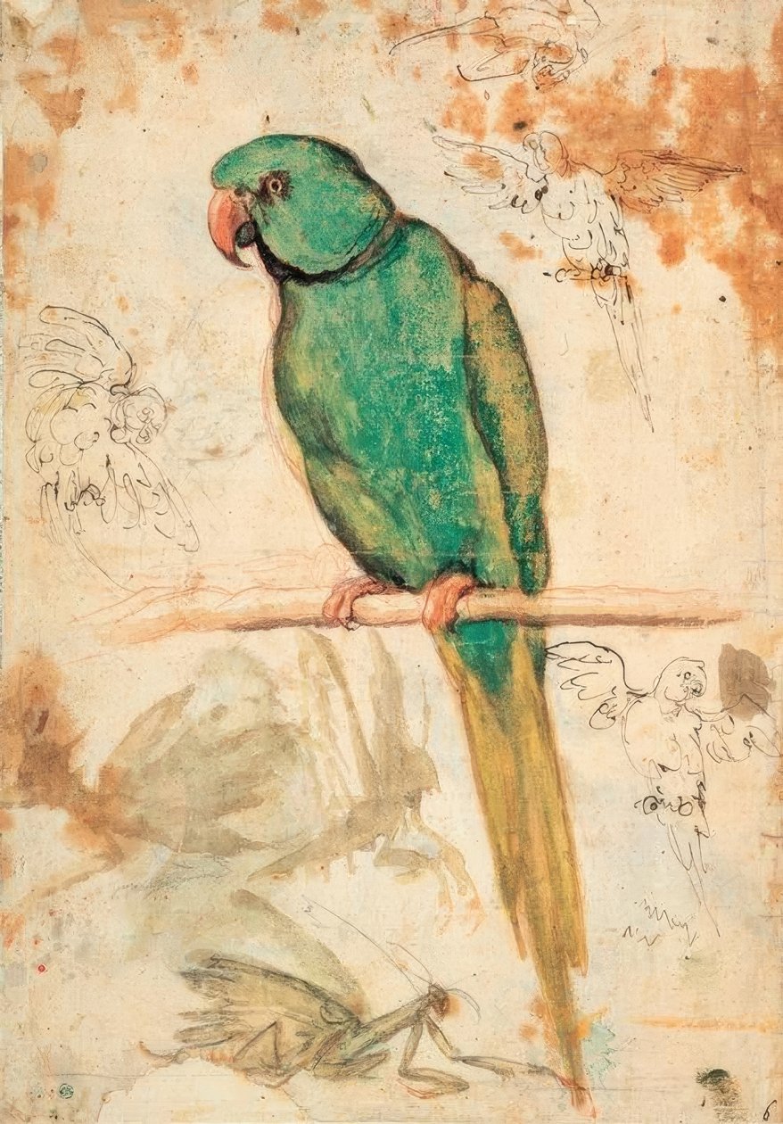 Green Parrot and Sketches of Parrots and Praying Mantis