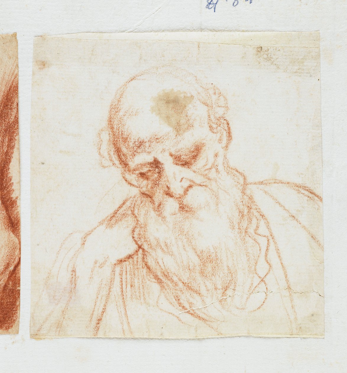 Head of a Bearded Man Looking Down by Giuseppe Cesari