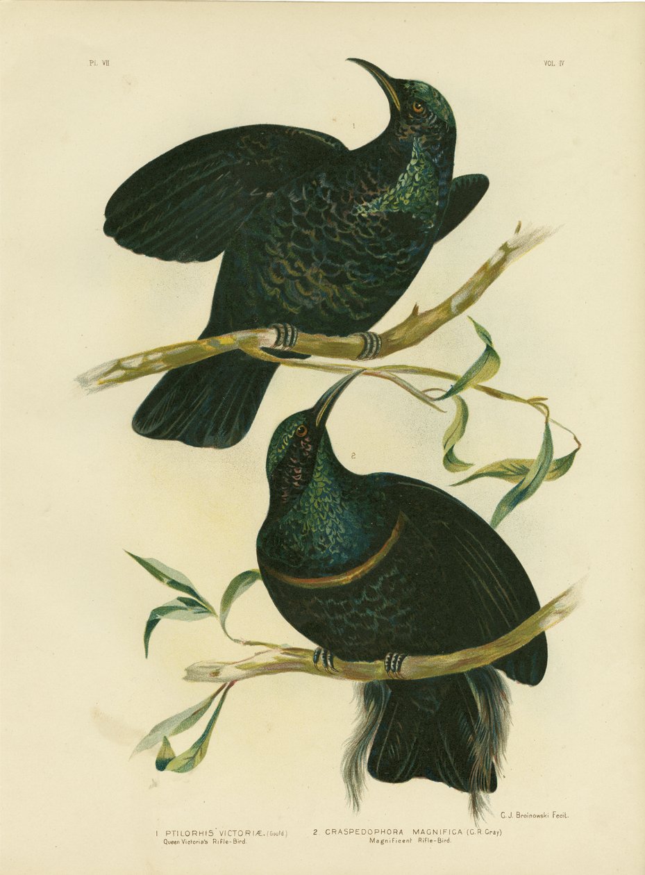 Queen Victoria's Rifle-Bird, 1891 by Gracius Broinowski