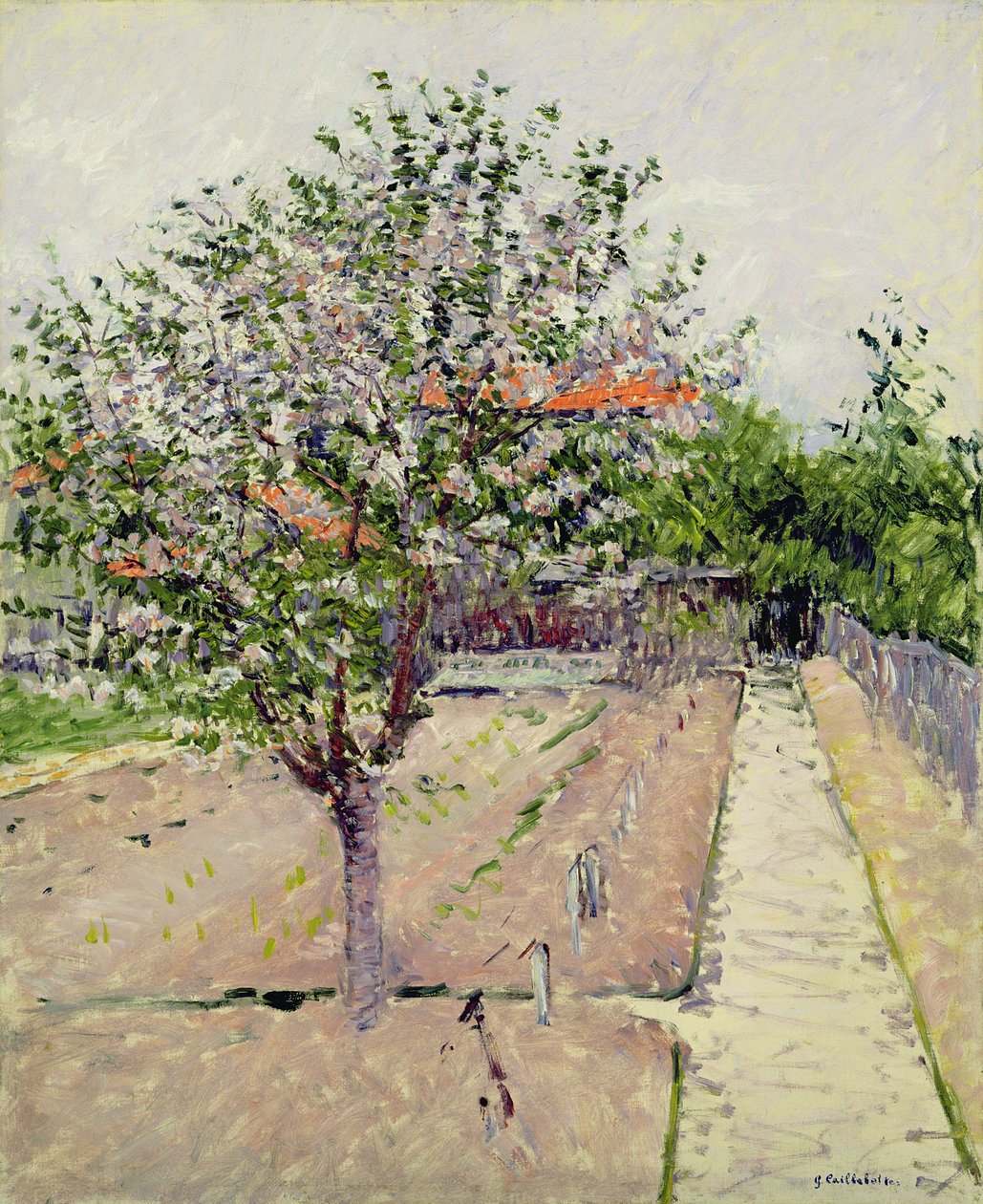 Apple Tree in Blossom, c.1885 by Gustave Caillebotte