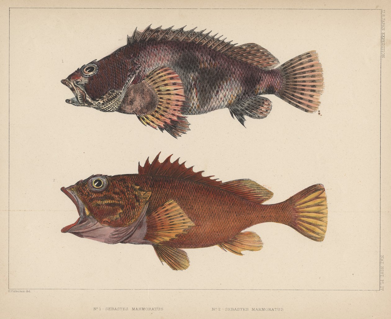 Sebastes Marmoratus by H. Patterson: Buy fine art print