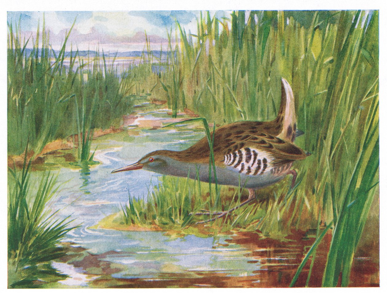 Water Rail, Illustration from British Birds by Kirkman & Jourdain, 1966