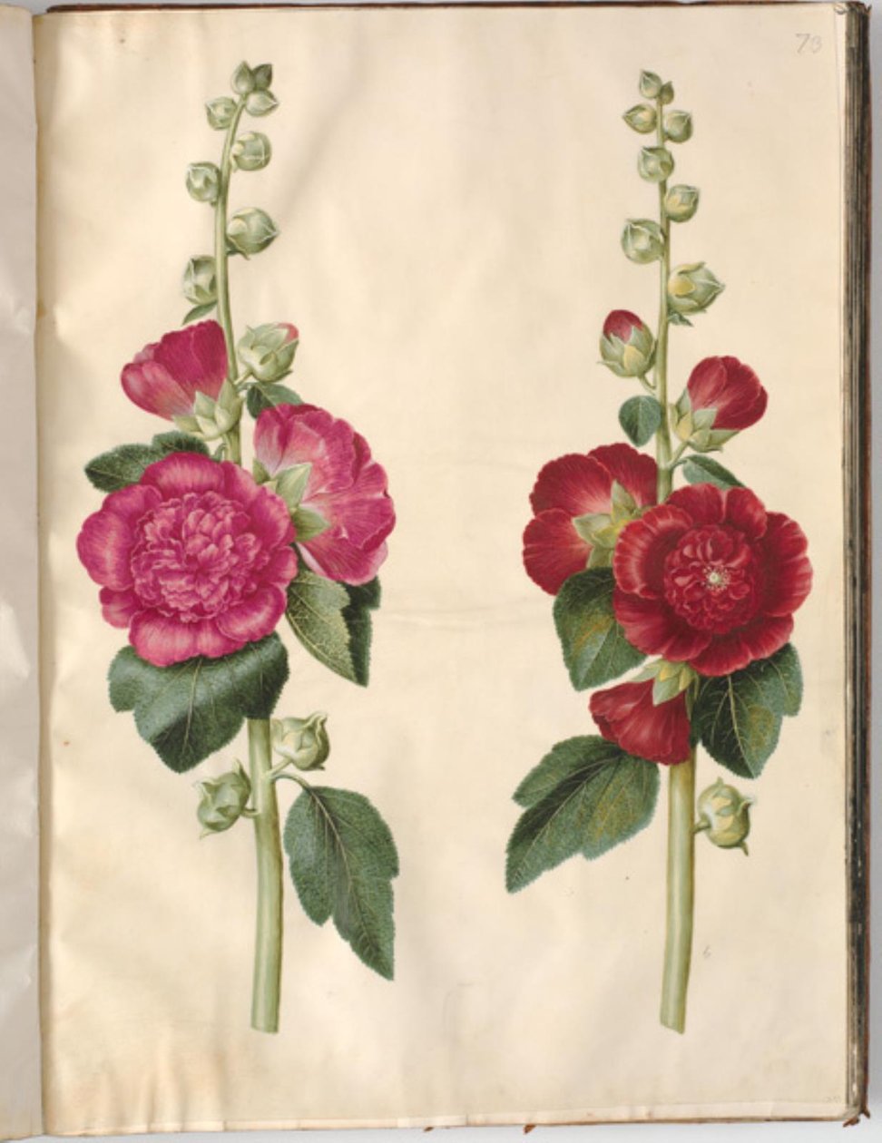 Alcea rosea (Garden Hollyhock) by Hans Simon Holtzbecker