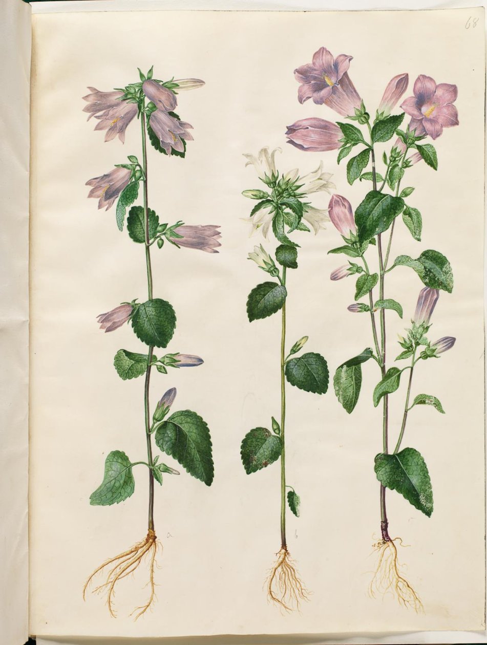 Campanula trachelium (Nettle Bellflower); Campanula medium (Canterbury ...