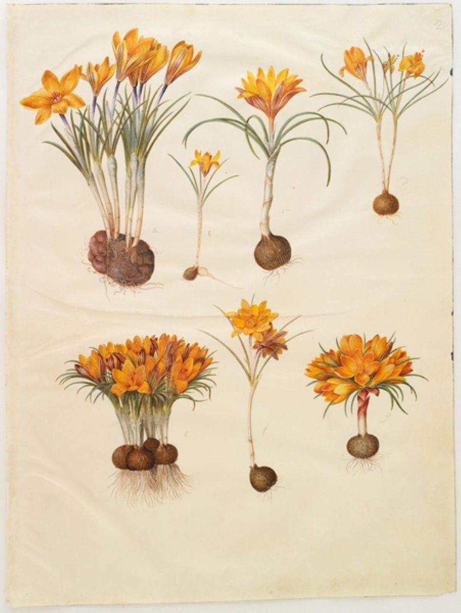 Crocus angustifolius by Hans Simon Holtzbecker
