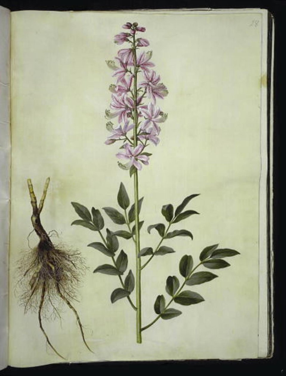 Dictamnus albus (White Dittany) by Hans Simon Holtzbecker