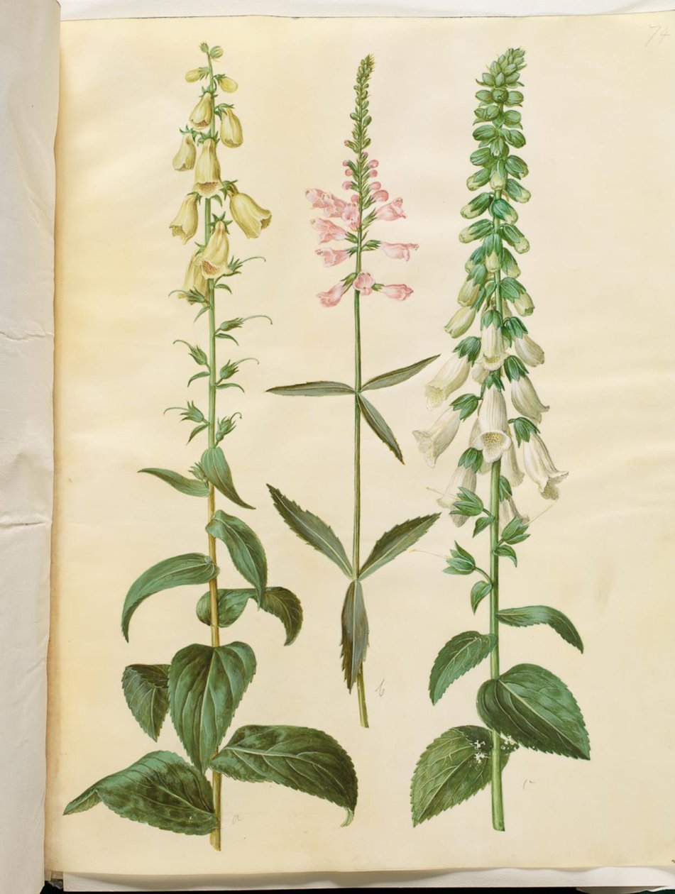 Digitalis grandiflora (Large-flowered Foxglove); Physostegia virginiana ...